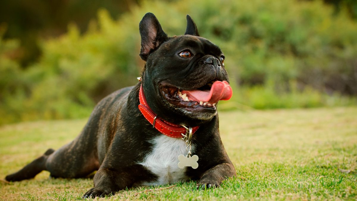 ¿Y tu mascota ya está a la moda? Conoce los accesorios que debe tener ...